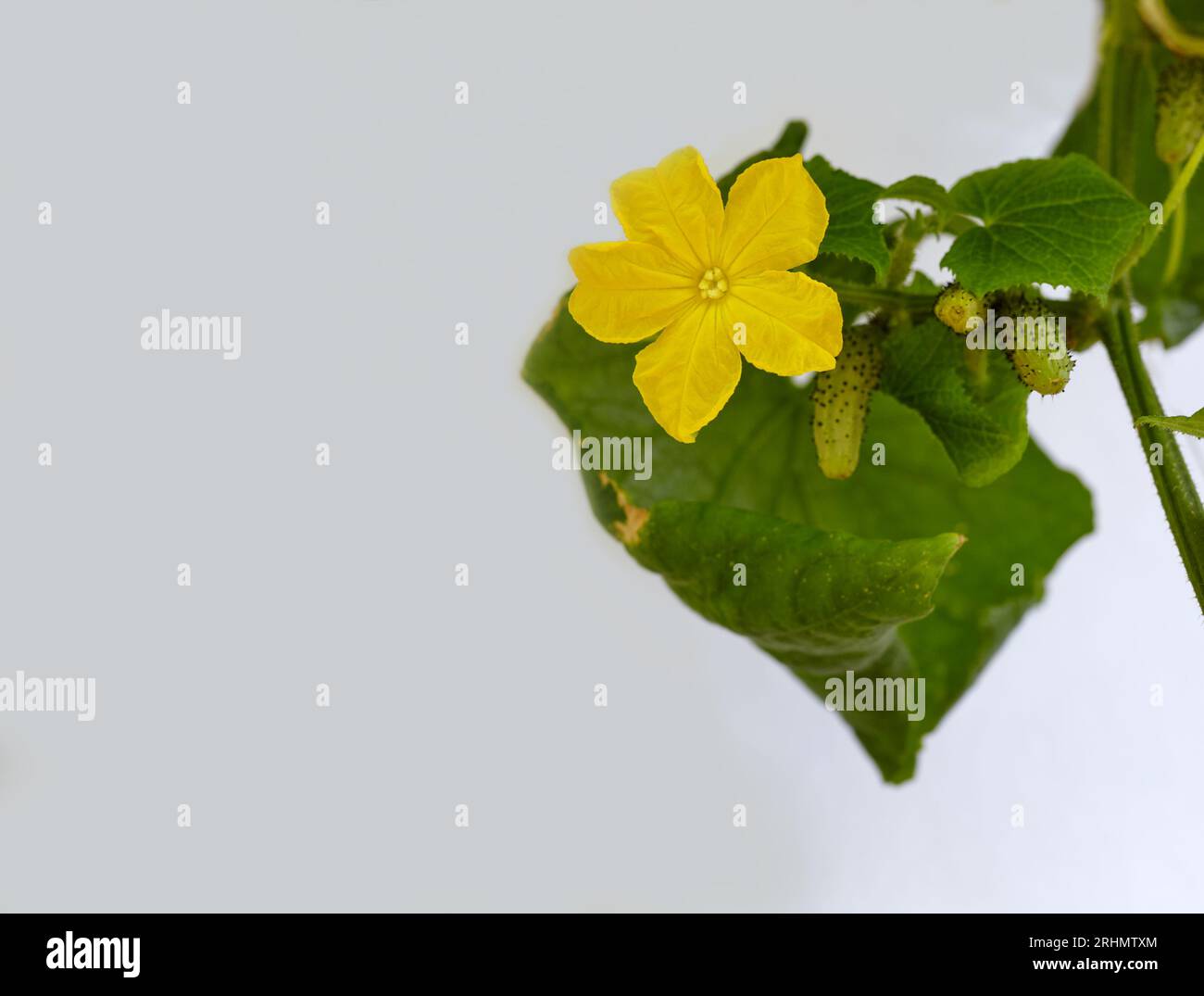 Natural cucumber grows in a greenhouse. Growing fresh vegetables in a ...