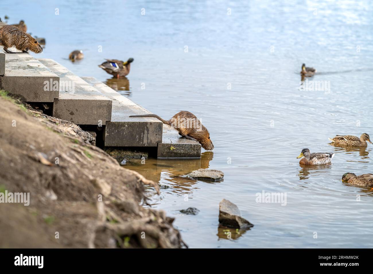 overabundance of rodents and birds on the banks of rivers in large ...
