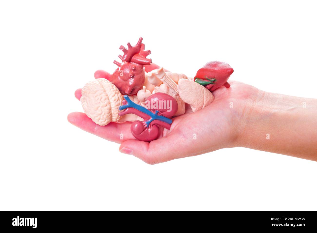 Close-up of tiny human organs replicas in hand isolated on white ...