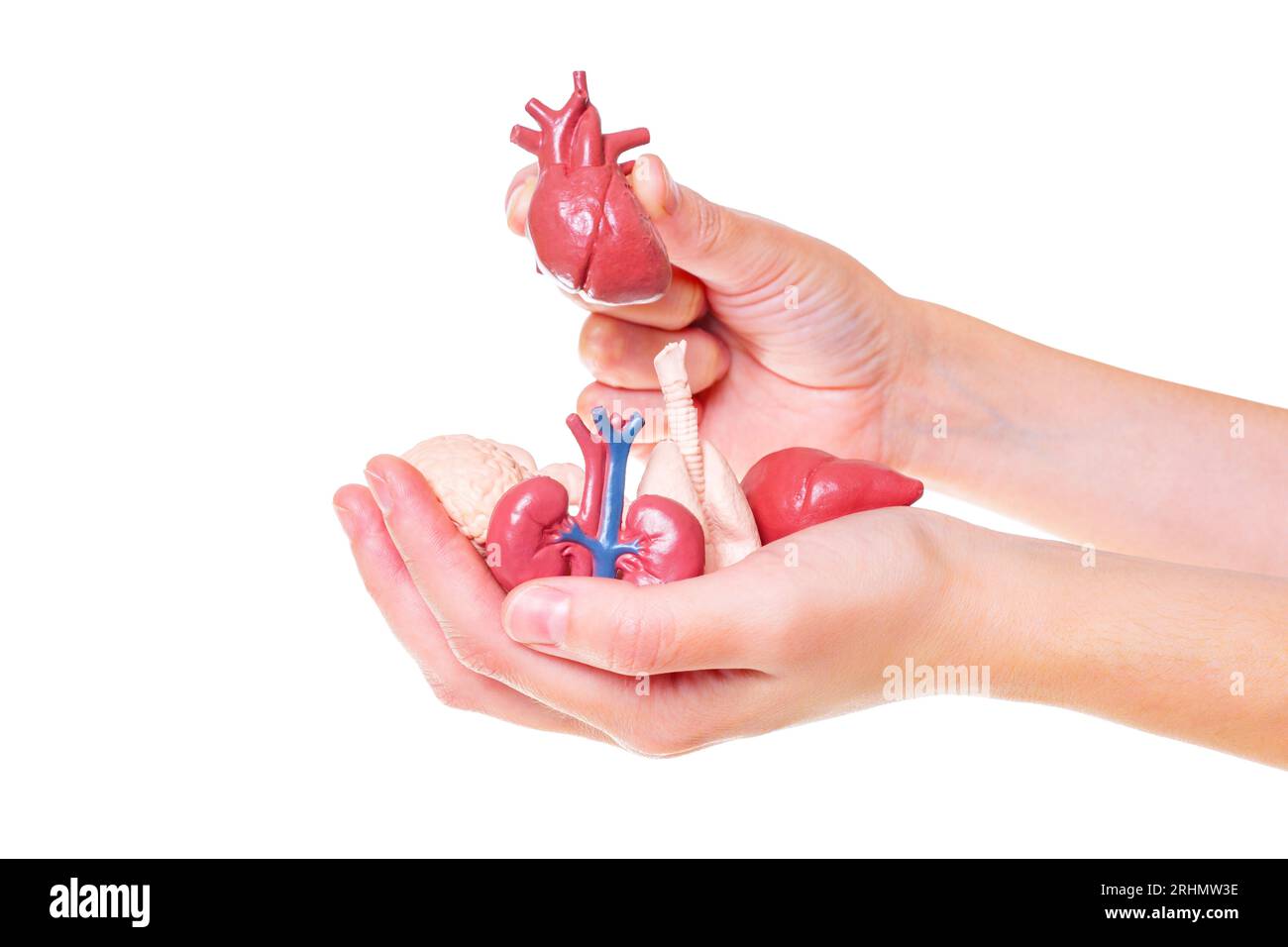 Hands holding a bunch of human organs replicas isolated on white ...