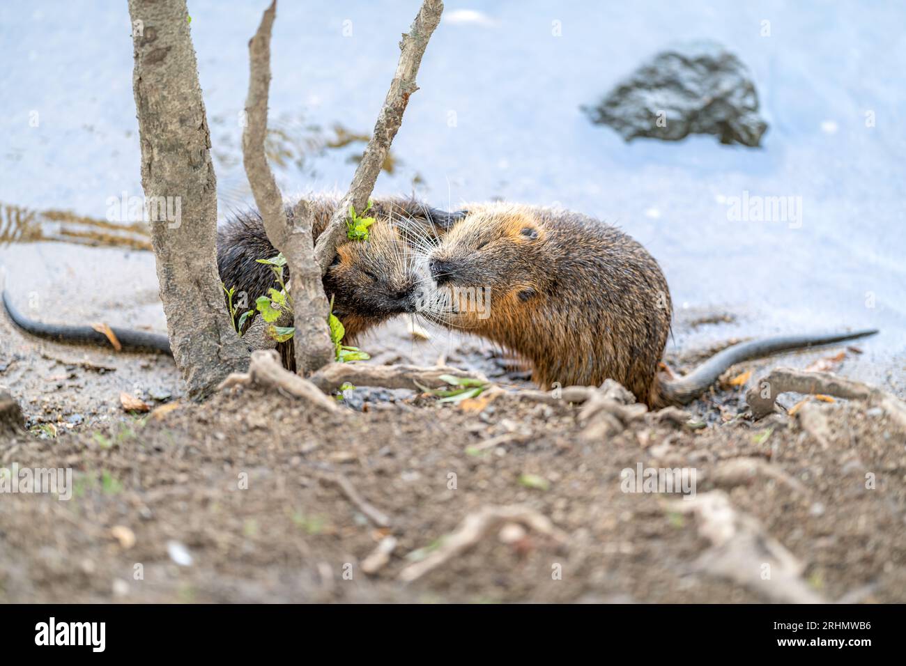 Nutria in the river in the wild Stock Photo - Alamy