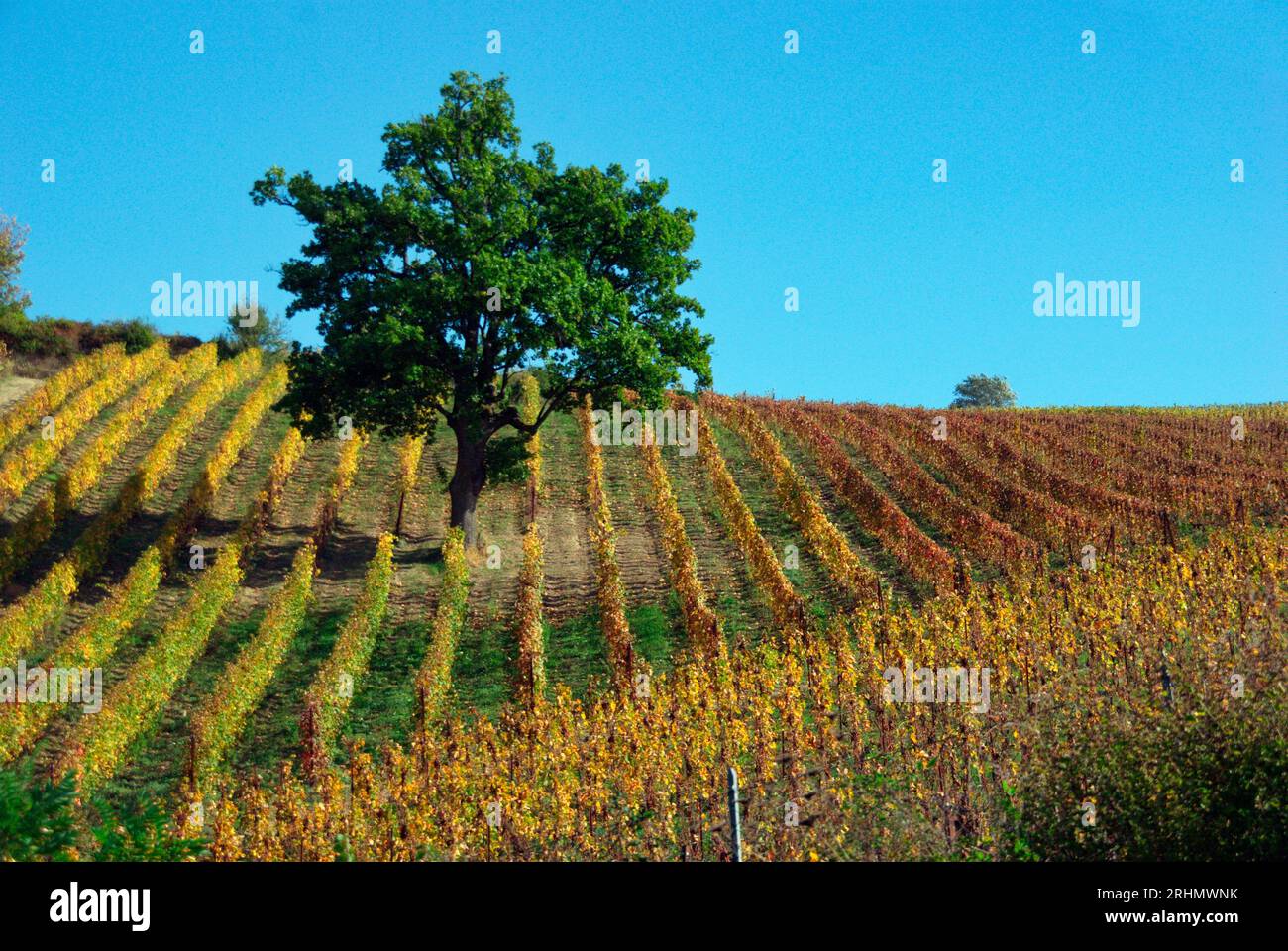 una vigna coi colori dell'autunno Stock Photo - Alamy