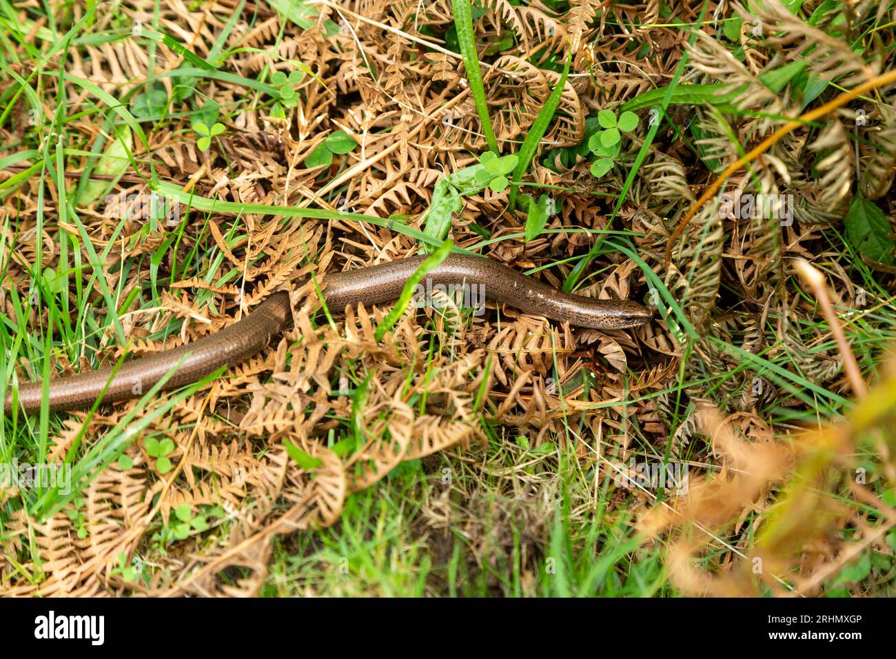 A copper coloured slow worm (Anguis fragilis) in brown ferns in ...