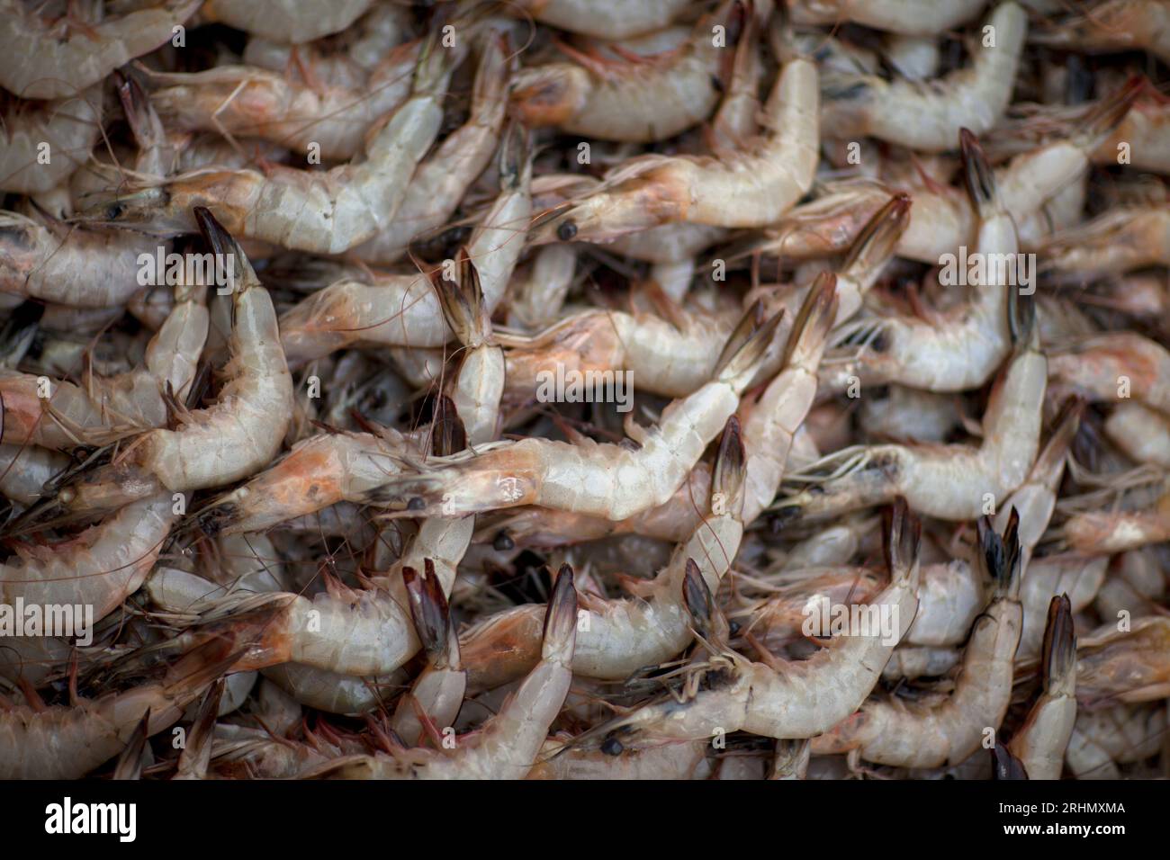 United Arab Emirates, Abu Dhabi, prawns on display at the Diera fish ...