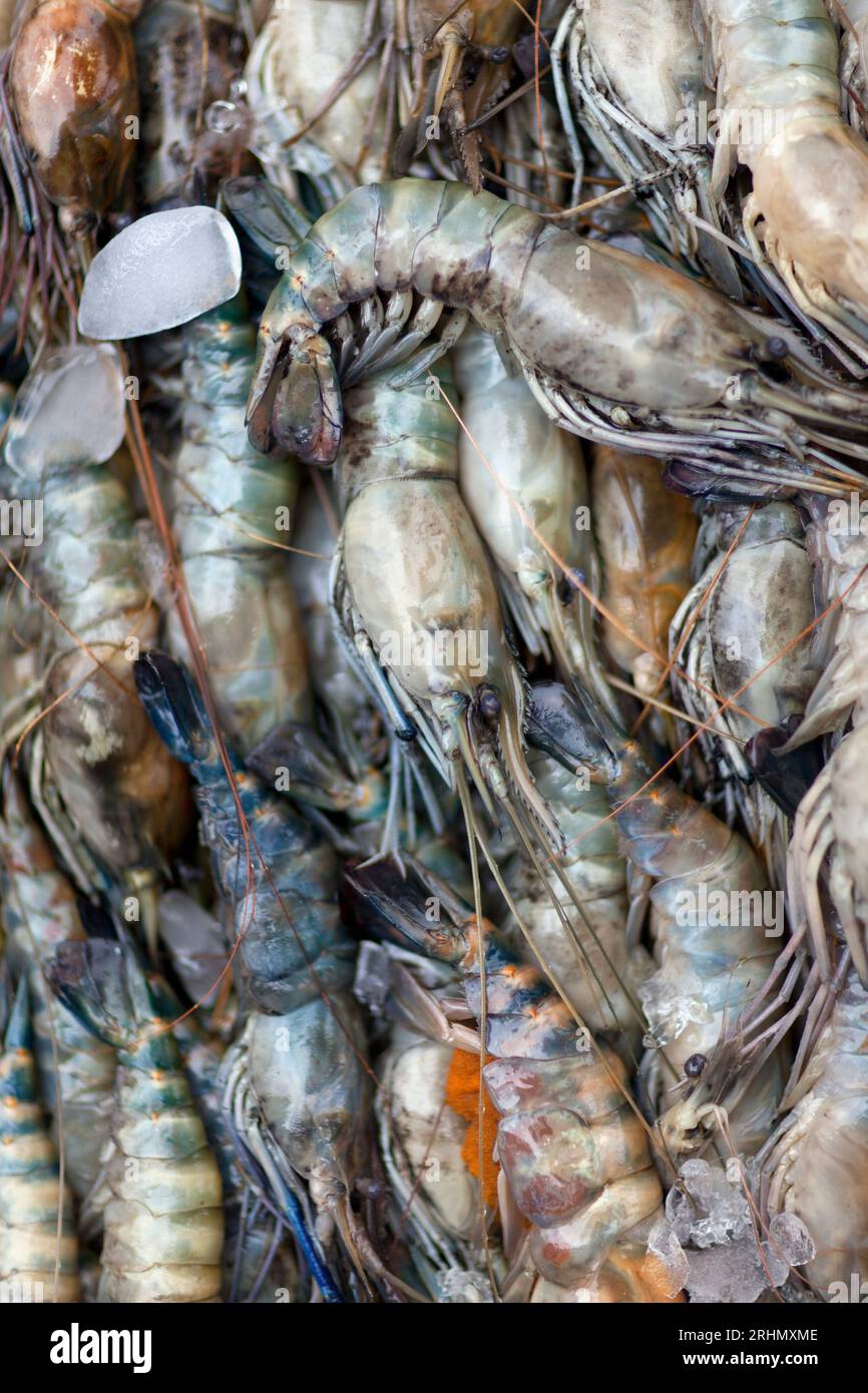 United Arab Emirates, Abu Dhabi, King Prawns on display at the Diera ...