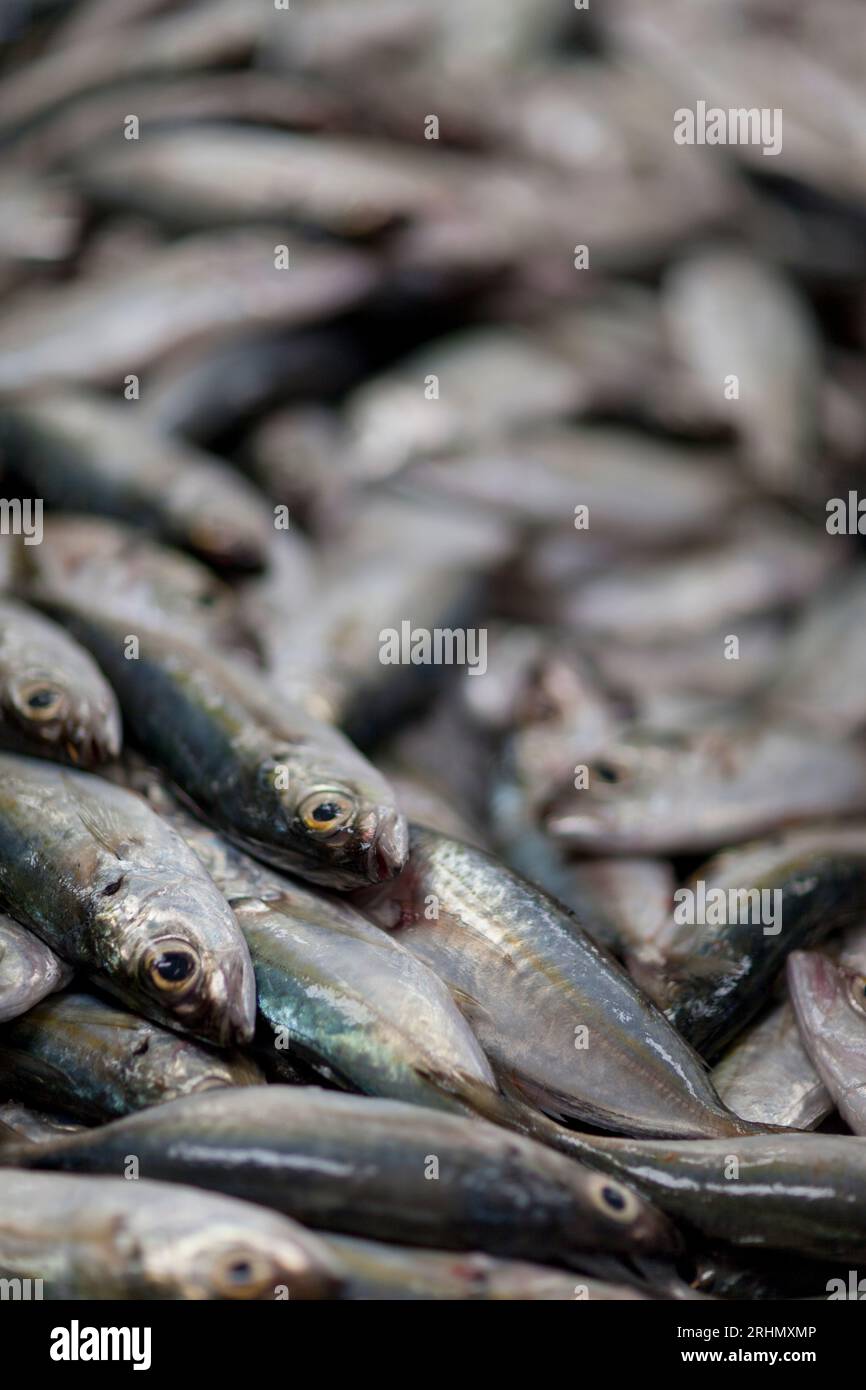 United Arab Emirates, Abu Dhabi, sardines on display at the Diera fish ...