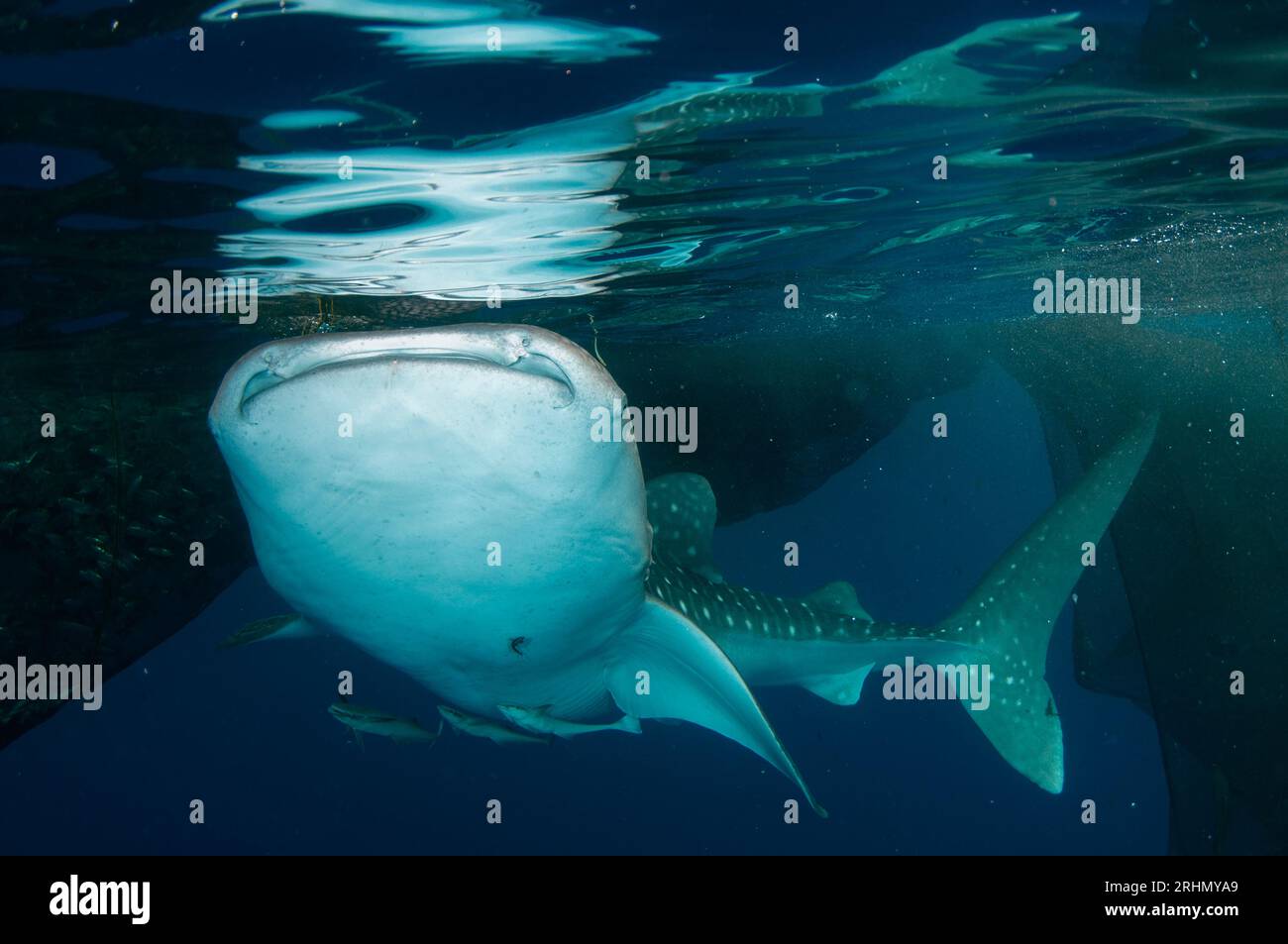 Whale Shark, Rhincodon typus, with Live Sharksucker, Echeneis naucrates ...
