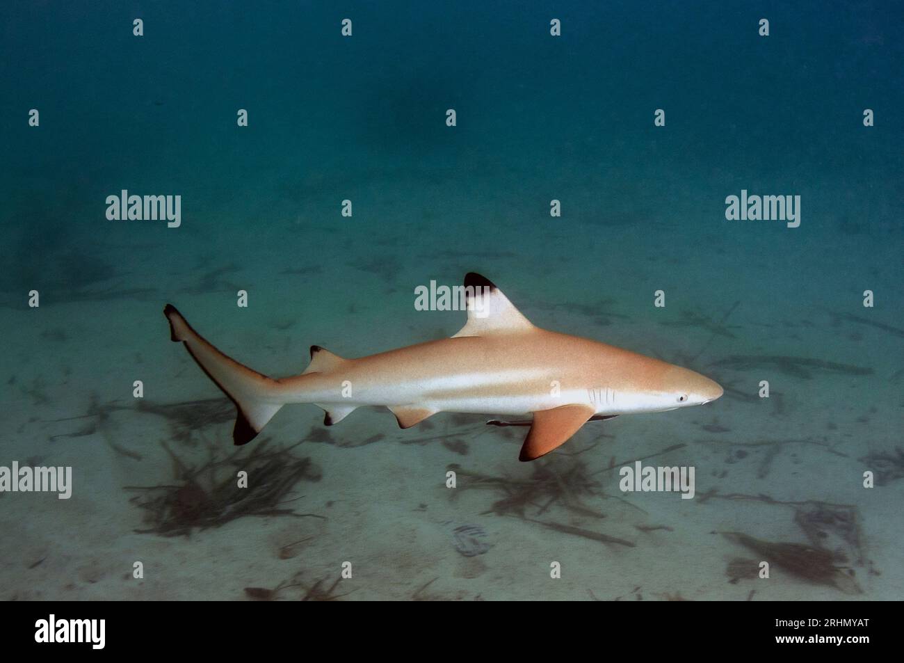 Juvenile Blacktip Reef Shark, Carcharhinus melanopterus, classified as ...