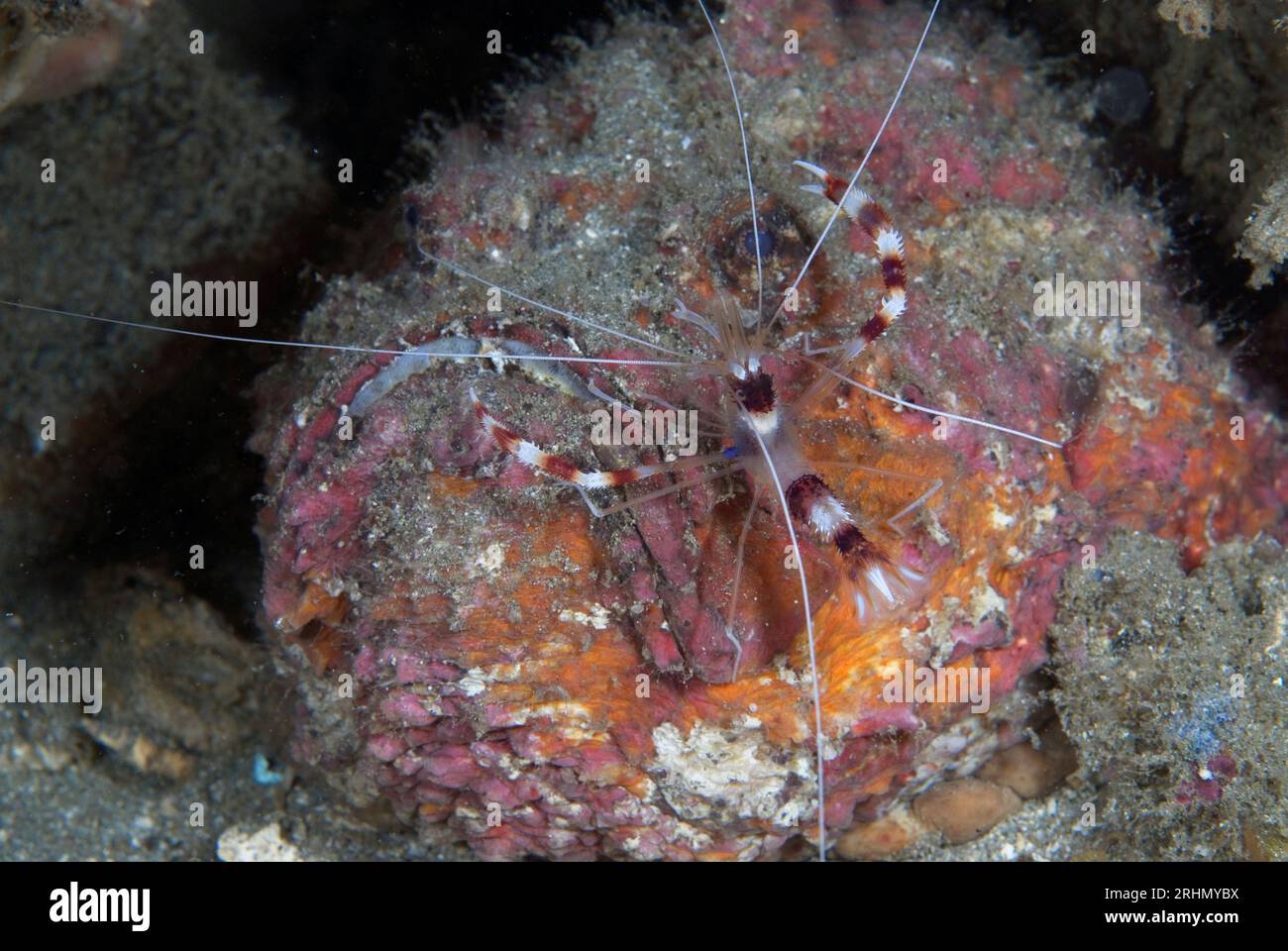 Twilight zone ocean underwater hi-res stock photography and images - Alamy