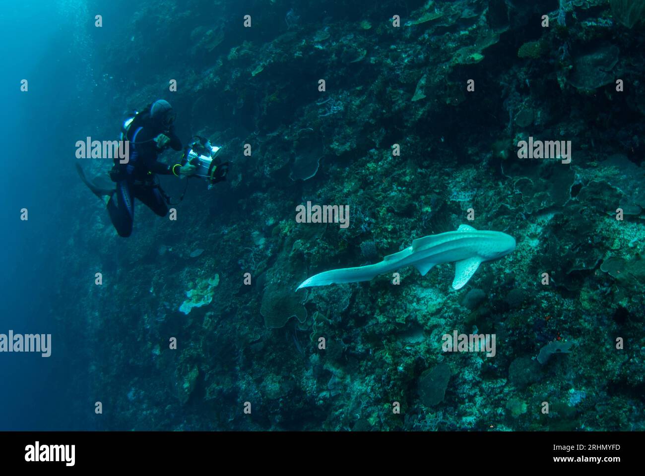 Zebra Shark, Stegostoma fasciatum, classified as Endangered, being ...