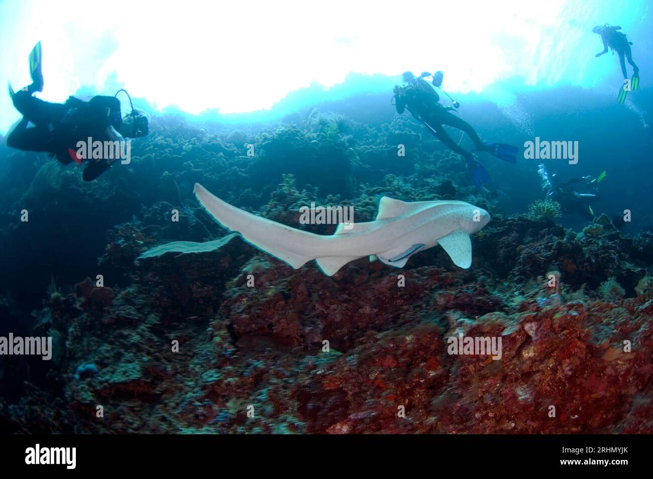 Zebra Shark, Stegostoma fasciatum, classified as Endangered, with ...