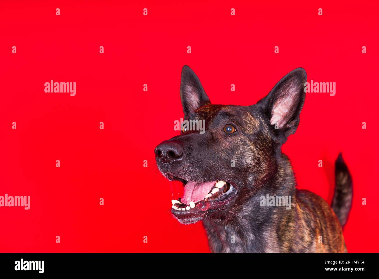 Funny puppy plays, happy dutch shepherd dog on a yellow, red, dark ...