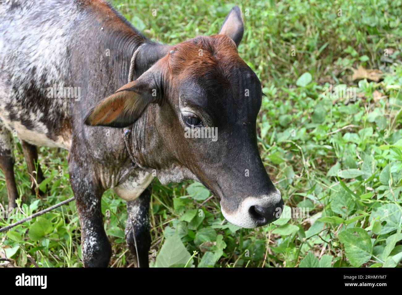 A front-angle view of a domestic calf being tied in a lawn area Stock ...