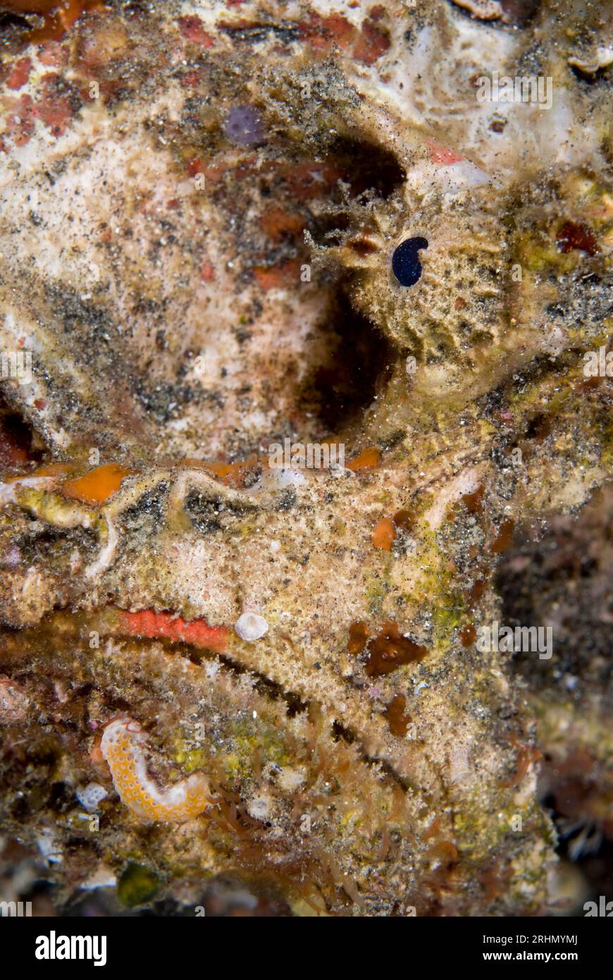 Horrid stonefish hi-res stock photography and images - Alamy