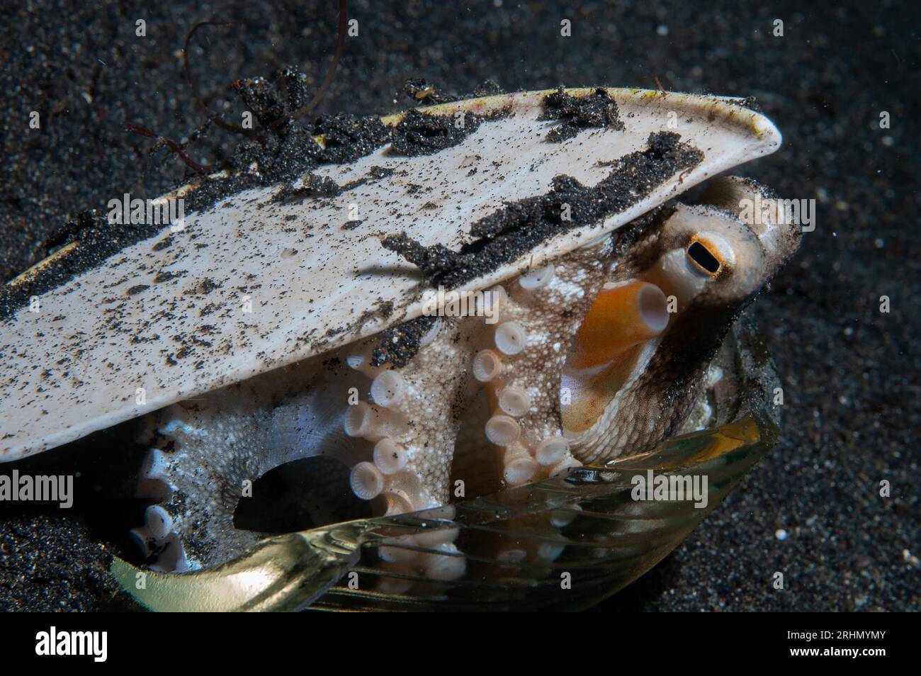 Veined Octopus, Octopus marginatus, using broken plate and broken glass ...