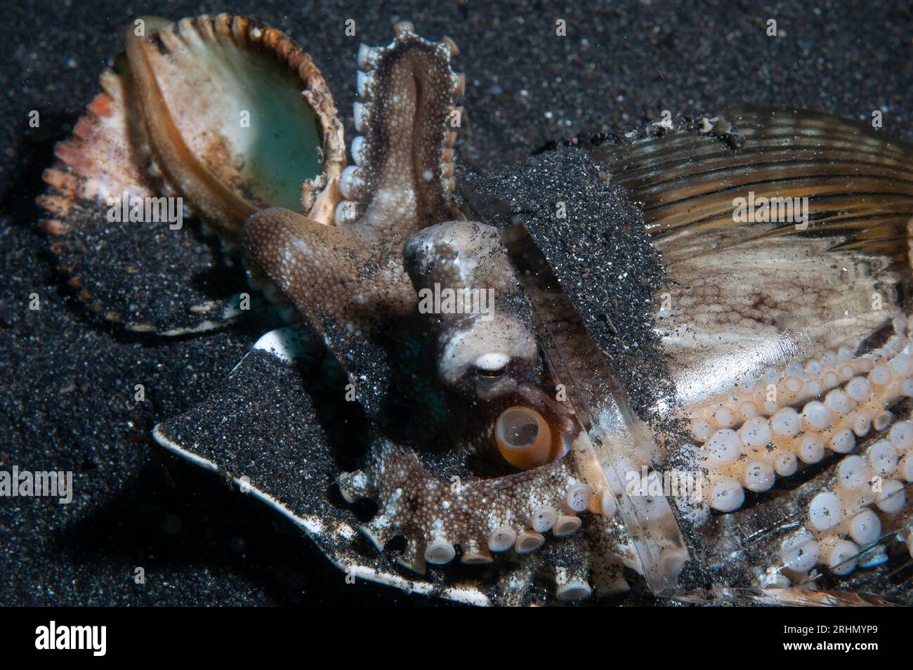 Veined Octopus, Octopus marginatus, using shell and broken glass as ...