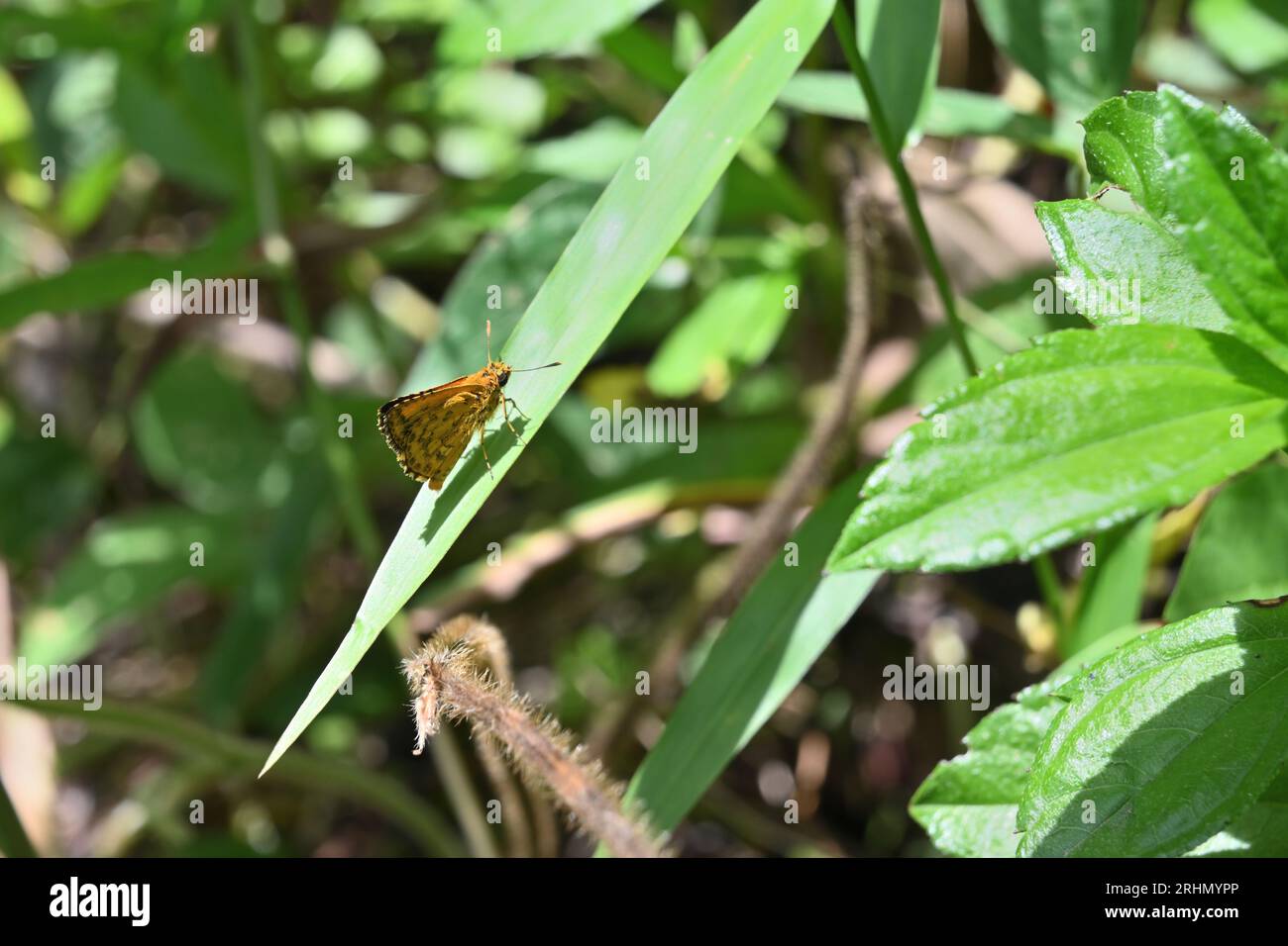 Common bush hopper butterfly hi-res stock photography and images - Alamy