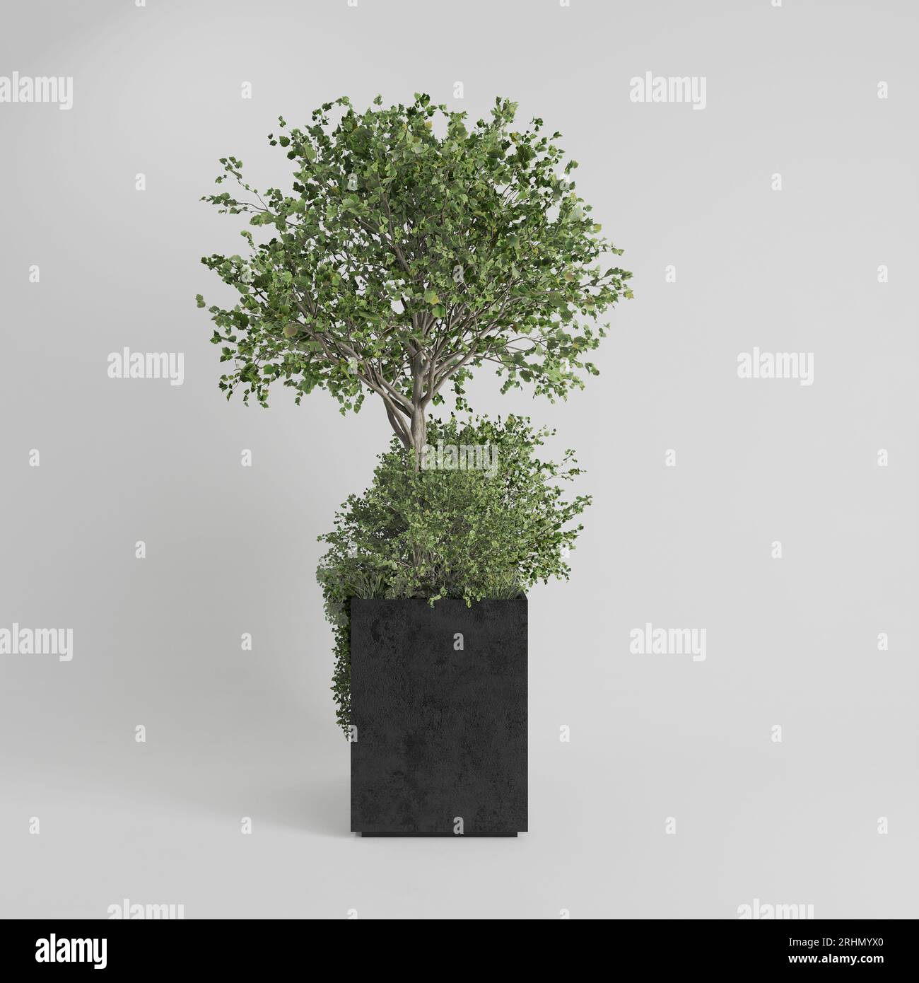 tree in a pot Stock Photo - Alamy