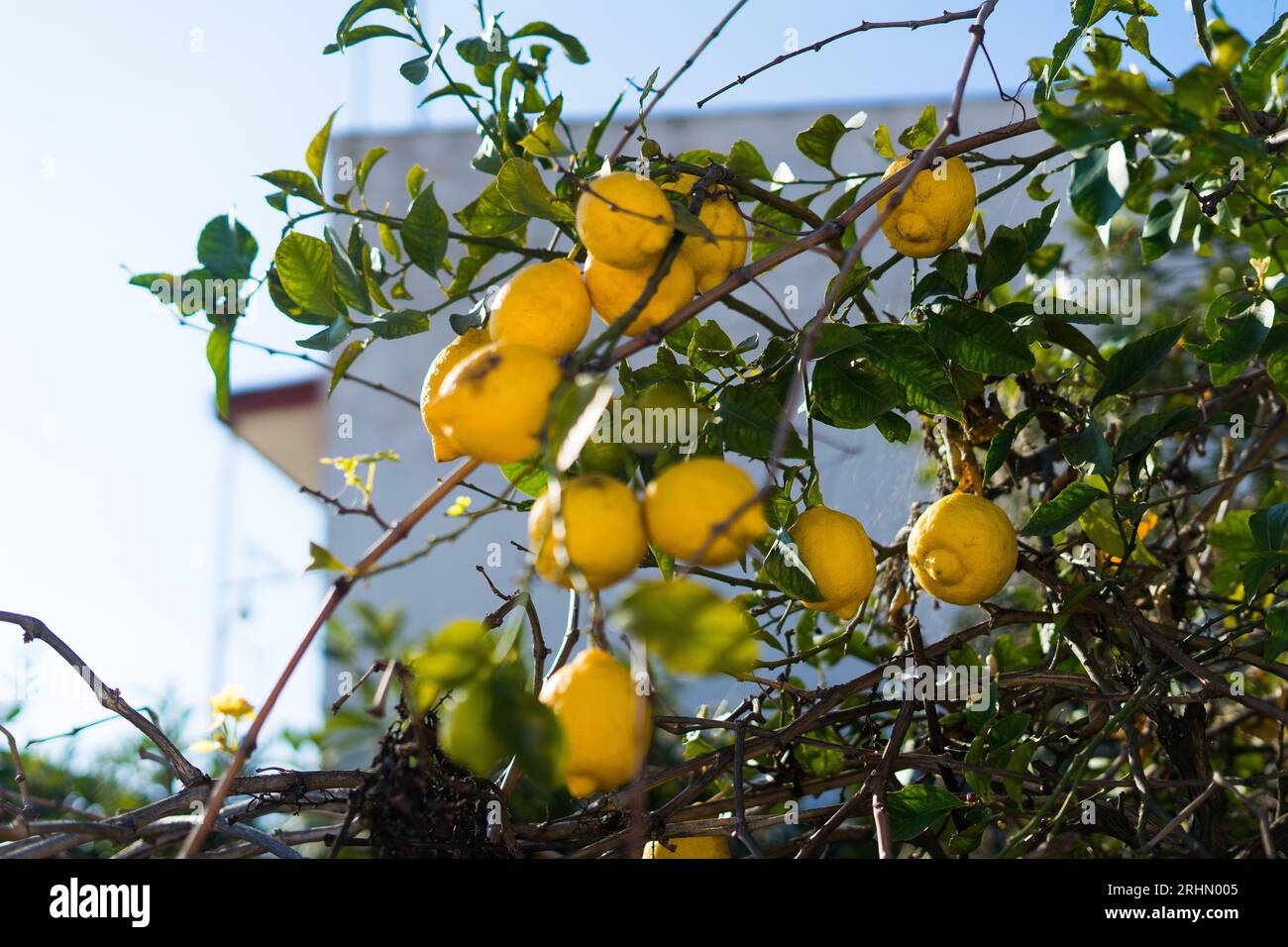Whole lemons growing hi-res stock photography and images - Alamy