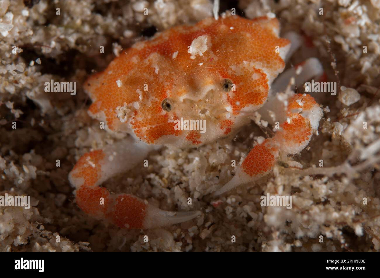 Purse Crab, Heteronucia perlata, night dive, Maluku Divers House Reef ...