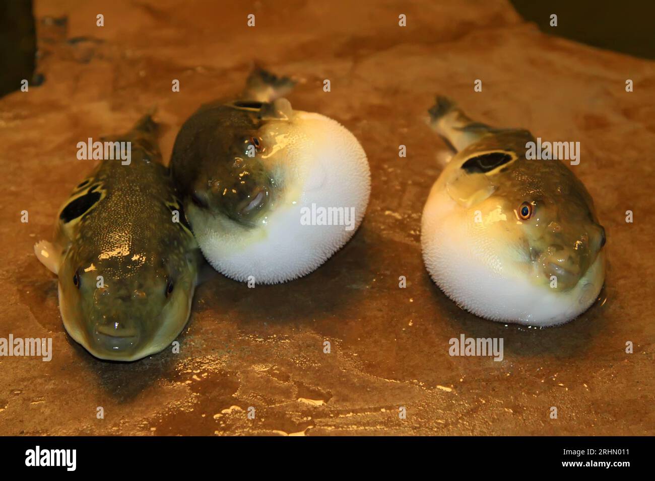stomach bouffant puffer fish in a aquacultural grounds Stock Photo - Alamy