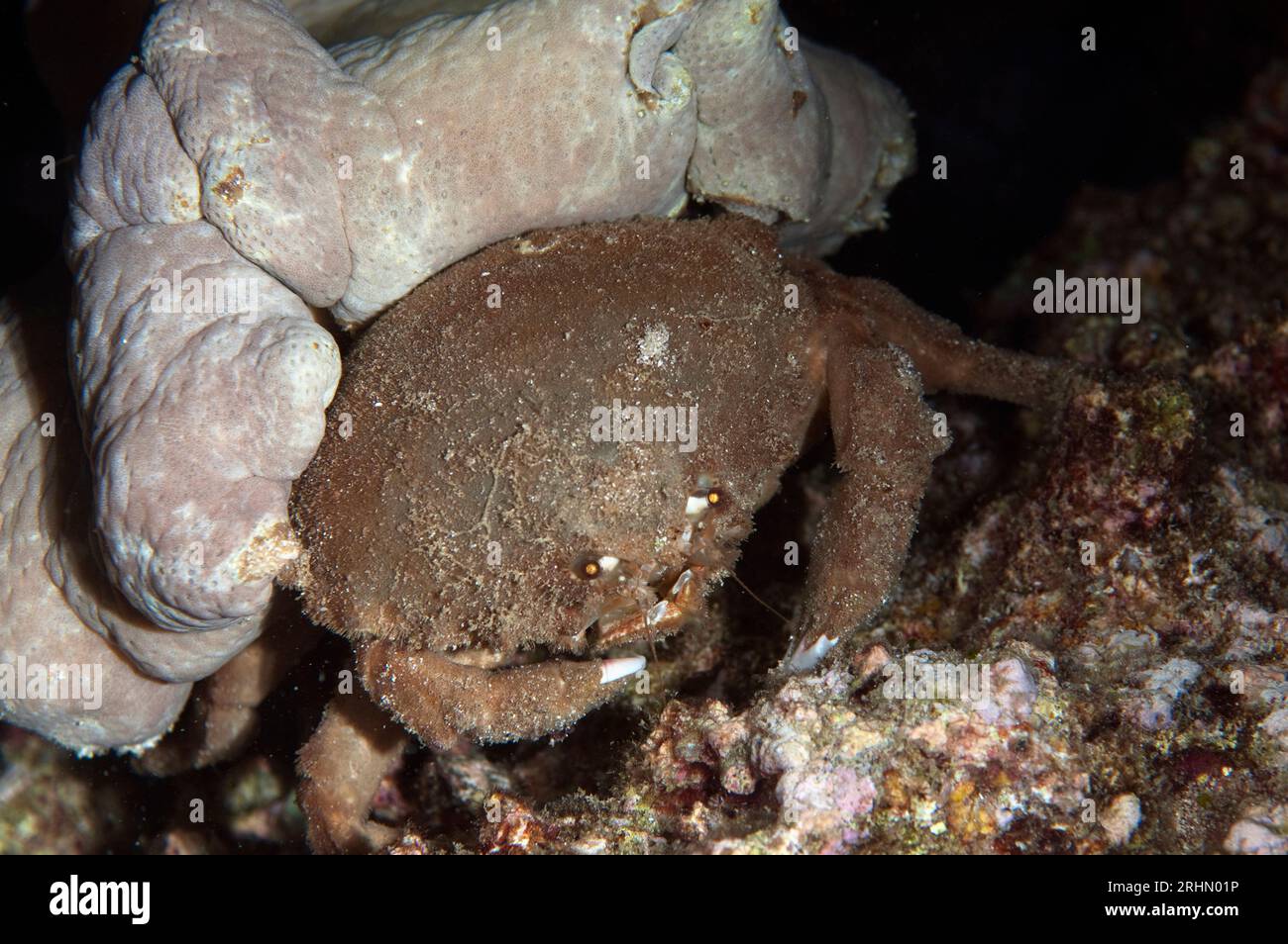 Sponge Crab, Dromia dormia, with coral on back, night dive, Maluku ...