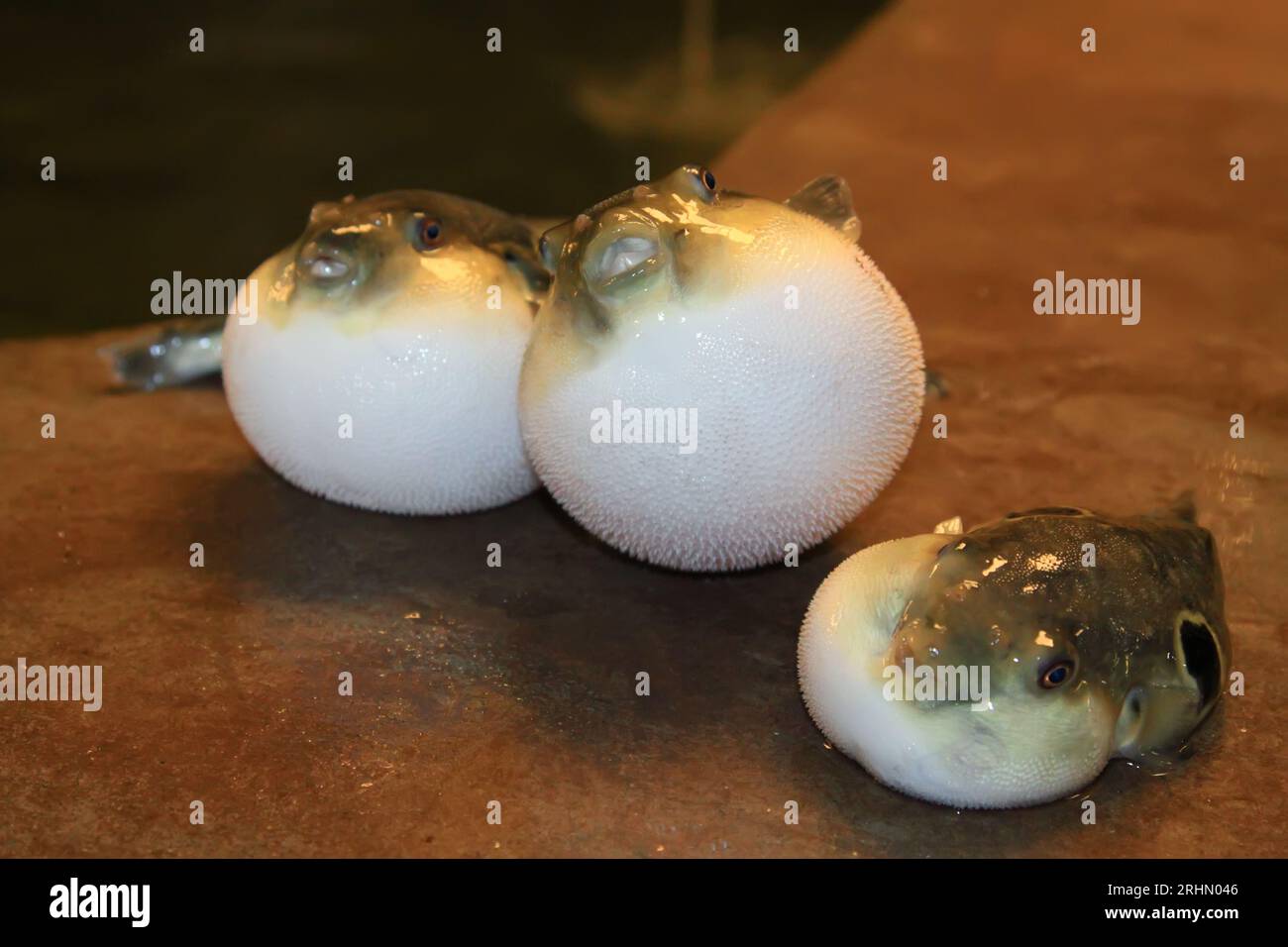 stomach bouffant puffer fish in a aquacultural grounds Stock Photo - Alamy