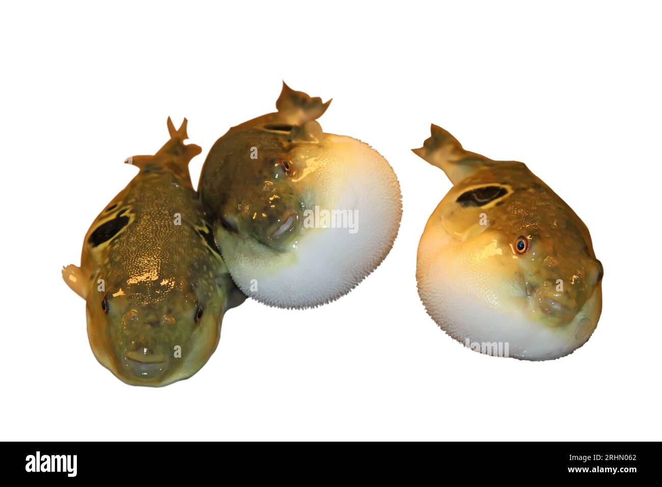 stomach bouffant puffer fish on a white background in china Stock Photo ...