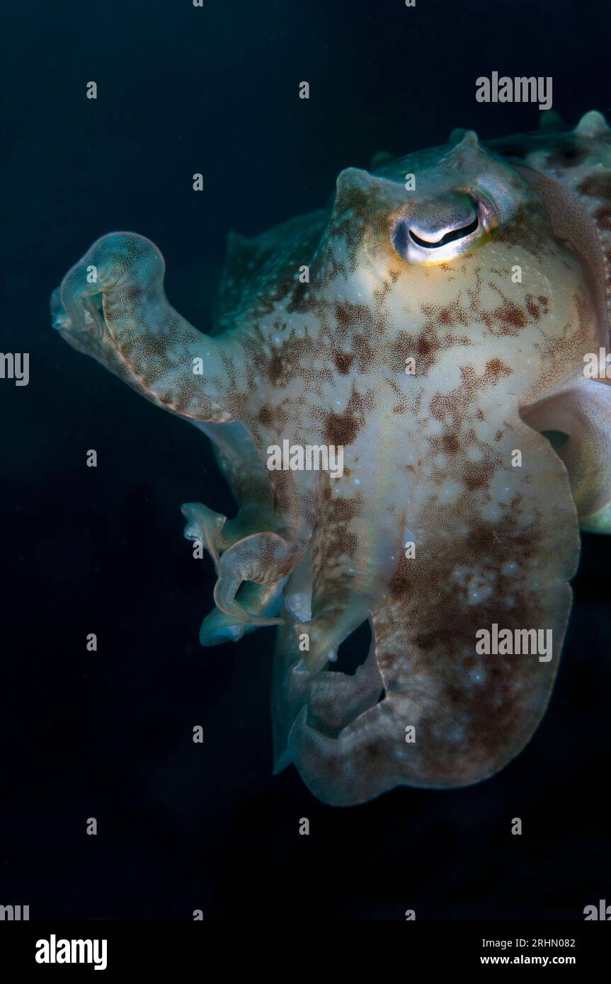 Mollusca sepia latimanus sepiidae broadclub cuttlefish hi-res stock ...
