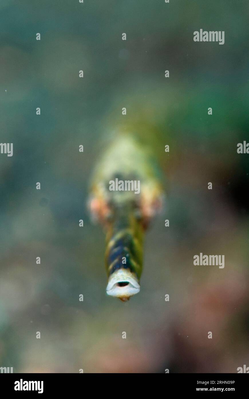 Pipefish, Trachyrhampus sp, snout, Hairball dive site, Lembeh Straits ...