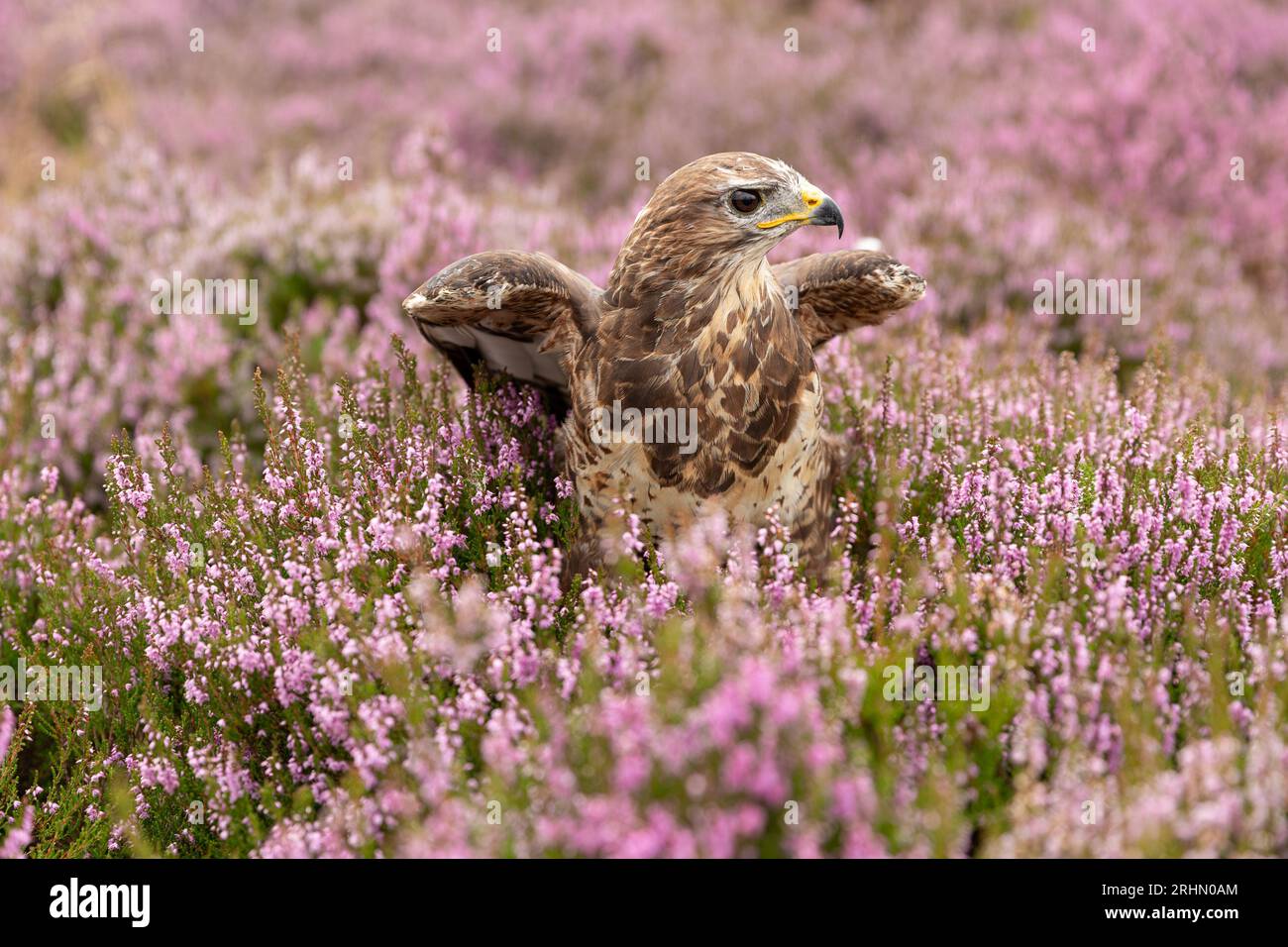 Buteo buteo scientific name hi-res stock photography and images - Alamy