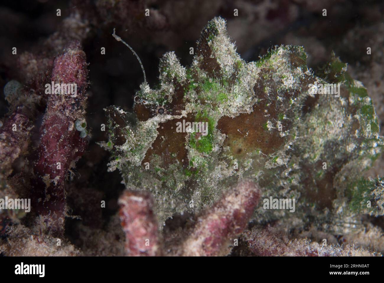 Marble-mouthed Frogfish, Lopiocharon lithinostomus, luring, night dive ...
