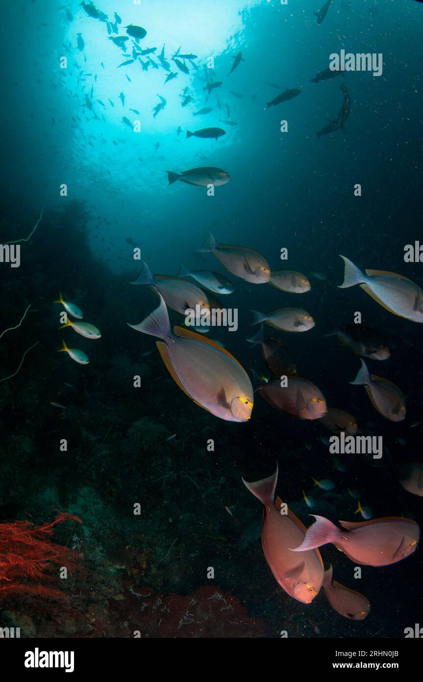 Yellowmask Surgeonfish, Acanthurus mata, school, Three Sisters dive ...
