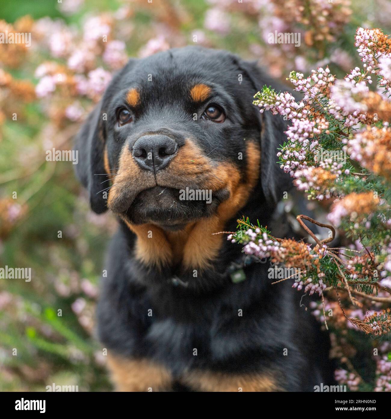 Female rottweiler hi-res stock photography and images - Alamy