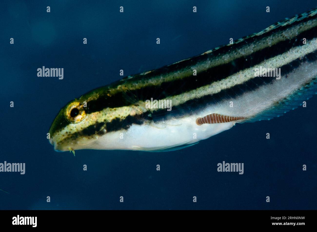Shorthead Fangblenny, Petroscirtes breviceps, with parasitic Zebra ...