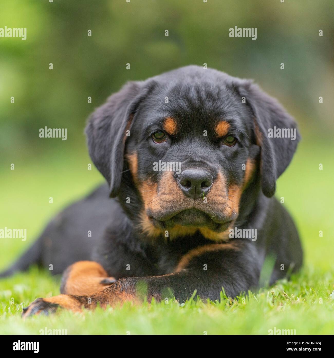 Close up rottweiler puppy hi-res stock photography and images - Alamy
