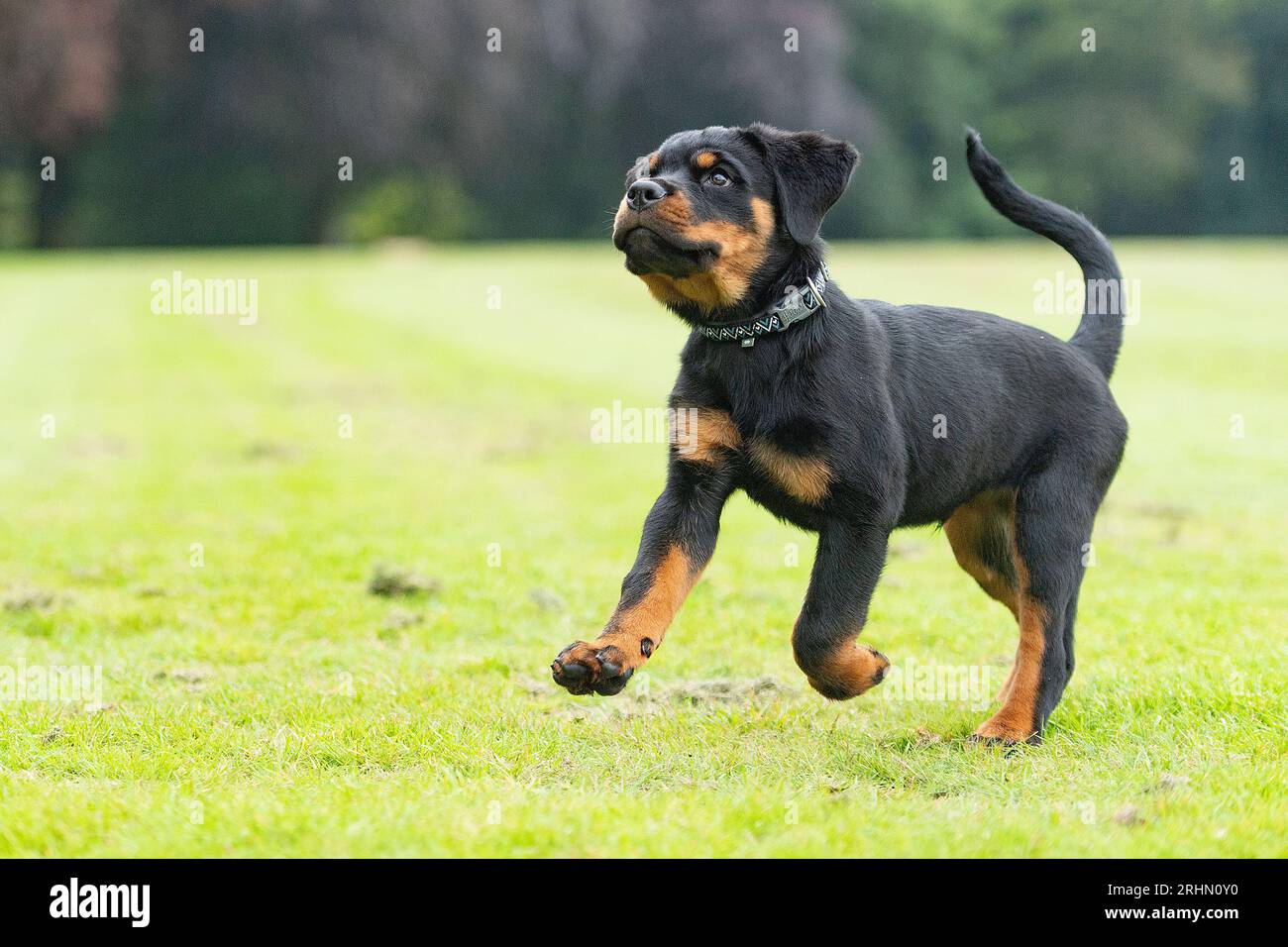 Rottweiler puppy running Stock Photo - Alamy
