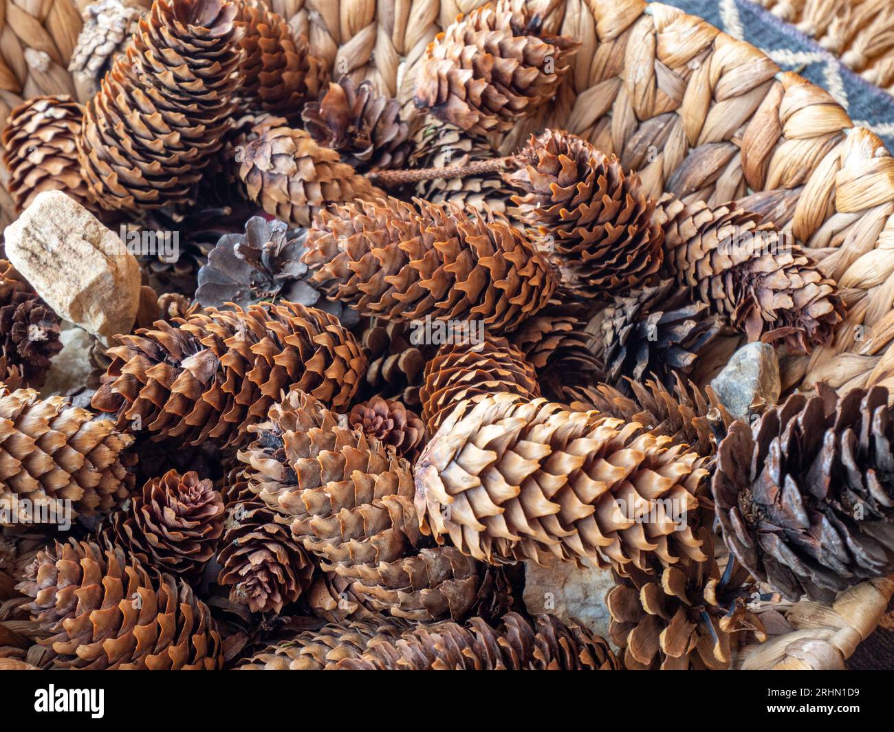Fir cones close up hi-res stock photography and images - Alamy