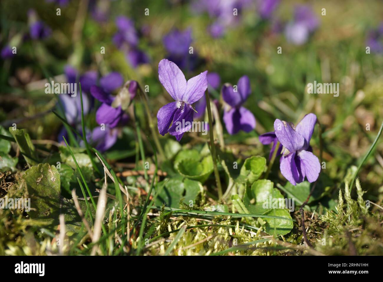 Early spring fragrance hi-res stock photography and images - Alamy