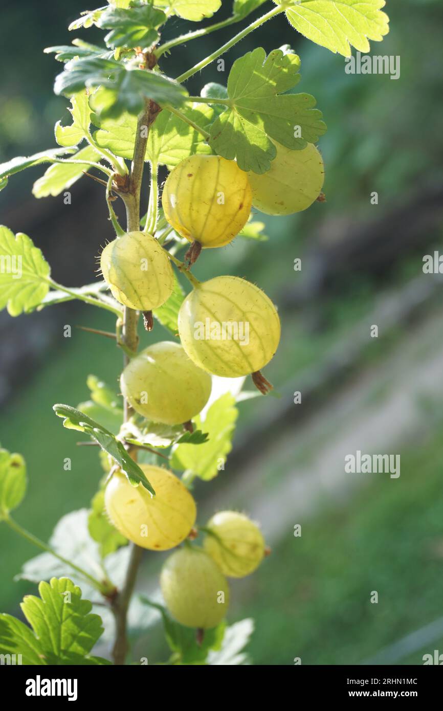 Yellow gooseberries ready for harvest Stock Photo - Alamy