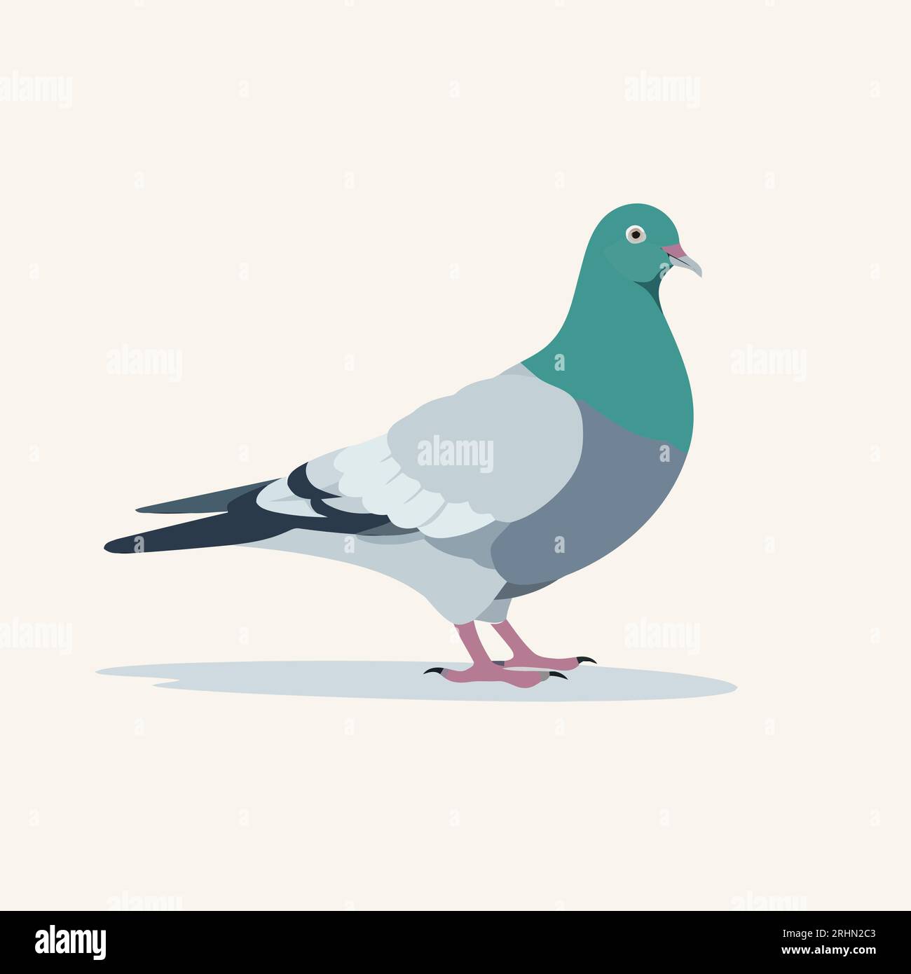 Columbidae Stock Vector Images - Alamy