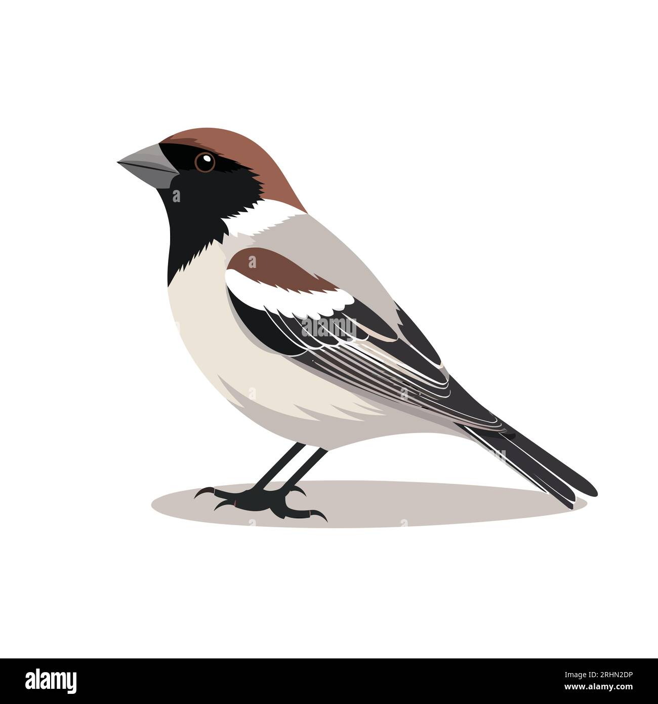 Cute little sparrow Cut Out Stock Images & Pictures - Alamy