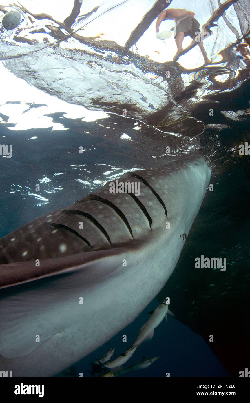 Whale Shark, Rhincodon typus, with Live Sharksucker, Echeneis naucrates ...