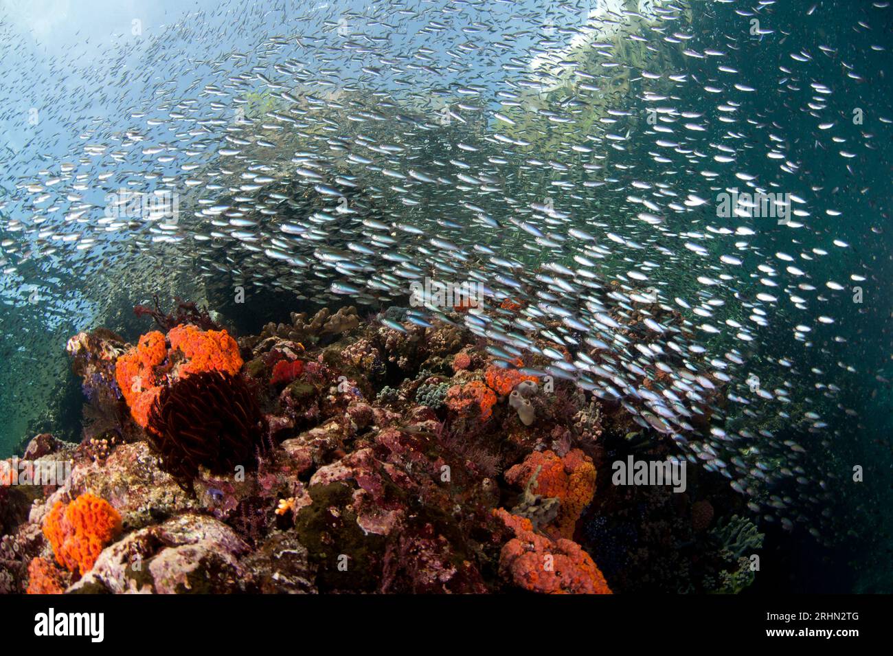 School of small fish with island in background, Crucifixion Point dive ...