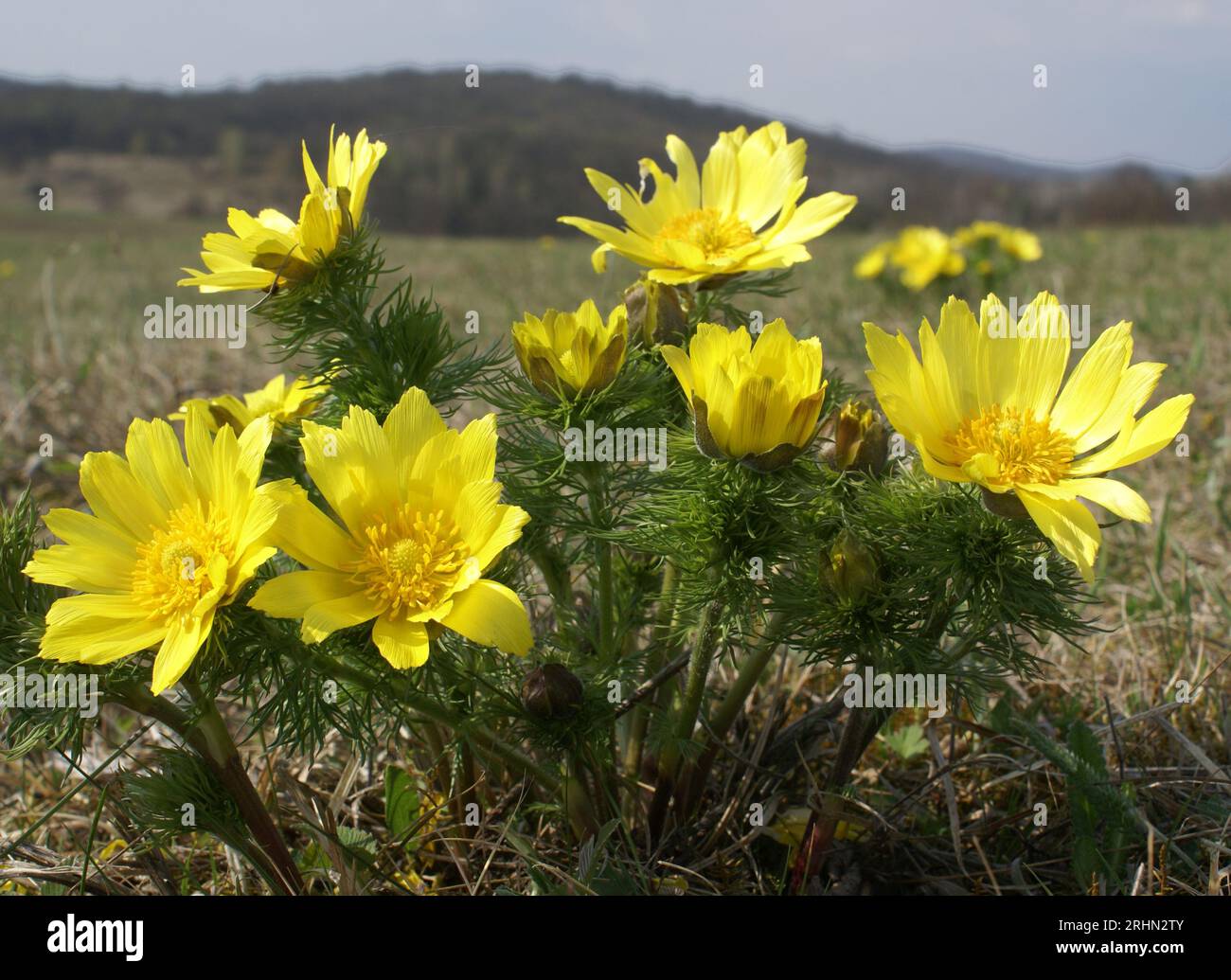 Kras slovensky hi-res stock photography and images - Alamy