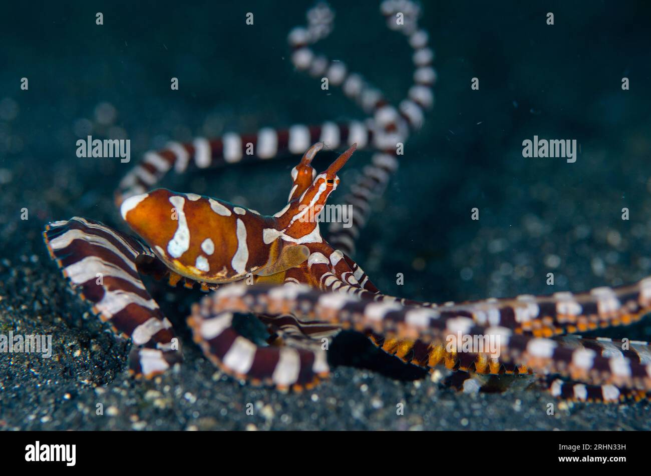 Wunderpus Octopus, Octopus photogenicus, hunting with raised tentacles ...