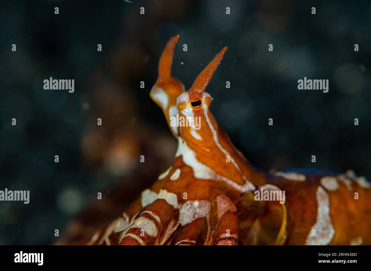 Wunderpus Octopus, Octopus photogenicus, Hairball dive site, Lembeh ...