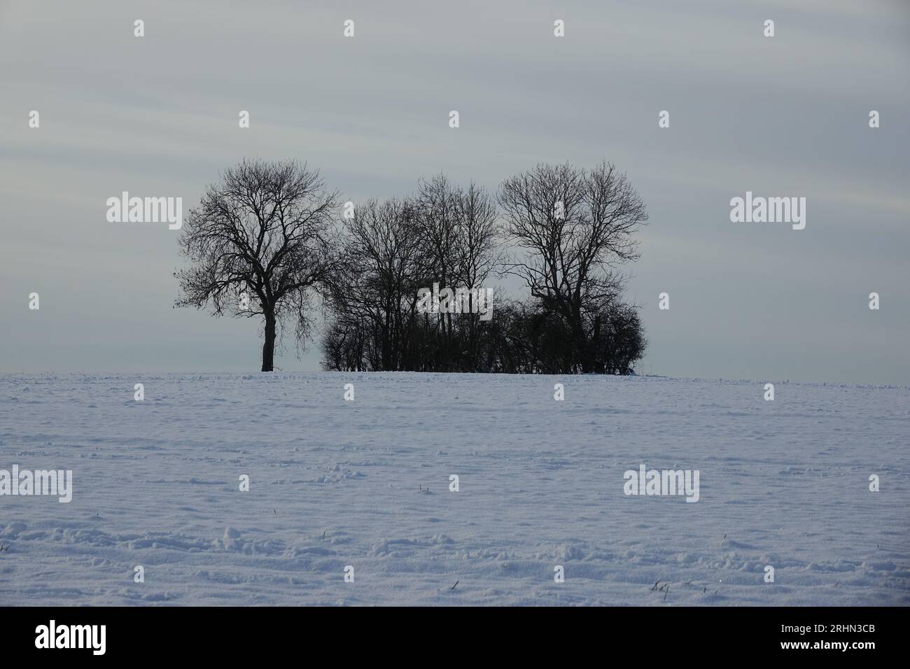 Winter tree silhouettes snow hi-res stock photography and images - Alamy