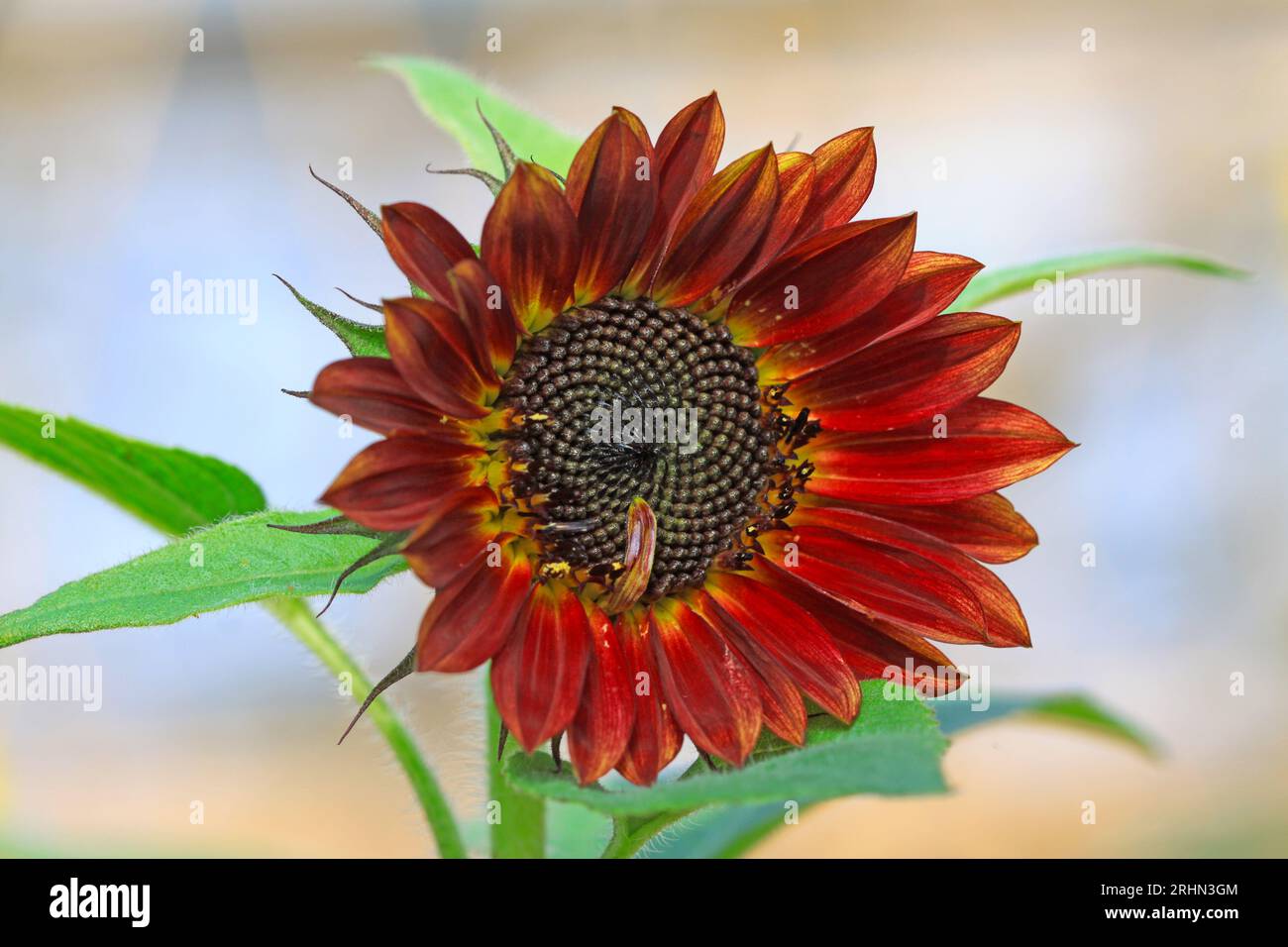 Seasons tech hi-res stock photography and images - Alamy
