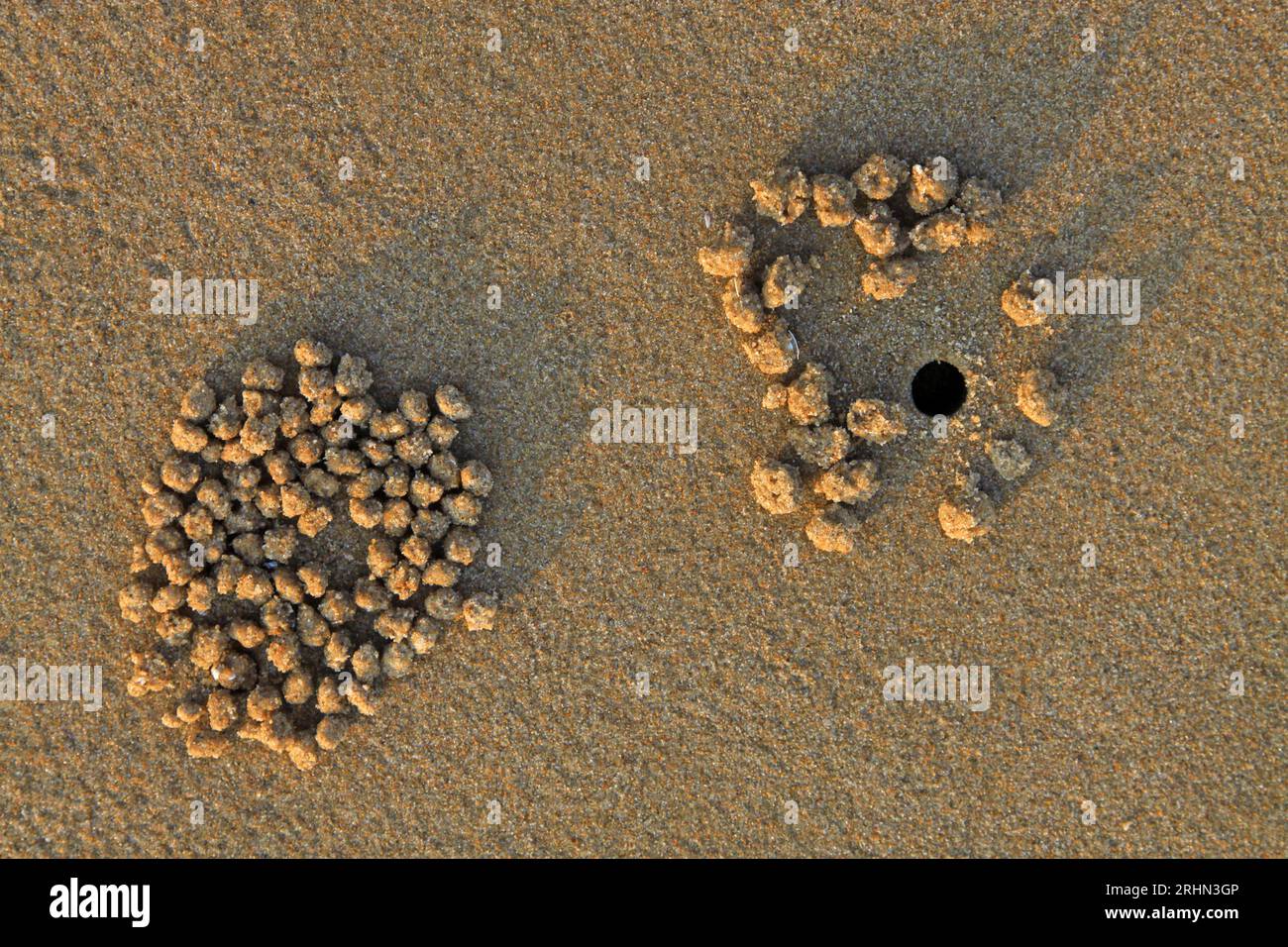 sand ball above crab nest in the wild, north china Stock Photo - Alamy